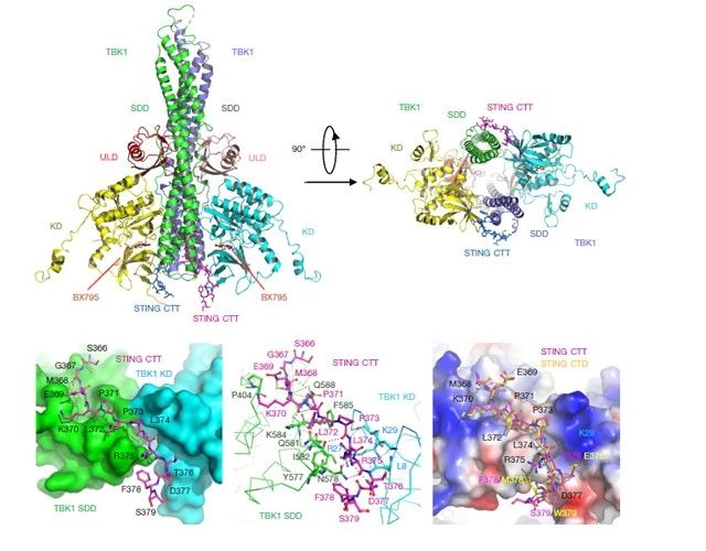 cGAS-STING 又见 Nature