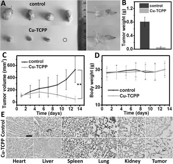 姜秀娥Angew. Chem. Int. Ed.: 通过Cu-TCPP 纳米片在缺氧肿瘤中产生单线态氧并消耗GSH实现癌症治疗_反应
