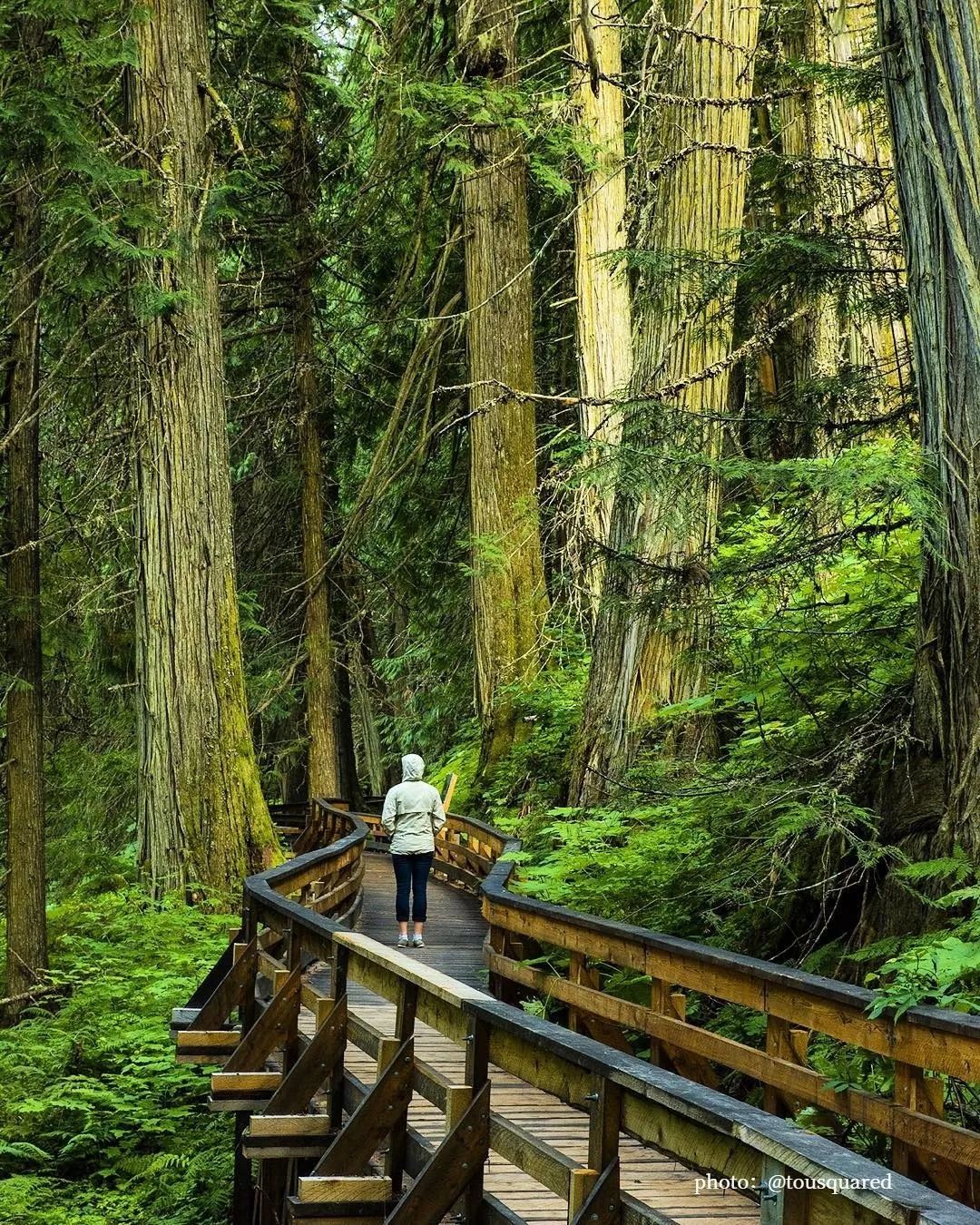 加拿大BC省最全森林攻略，一整个夏天的绿色送给你_公园