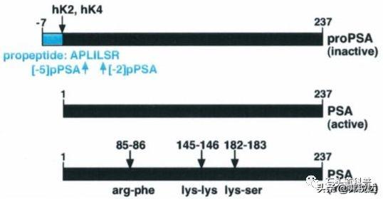 国内外PSA及其衍生物检测技术汇总_前列腺