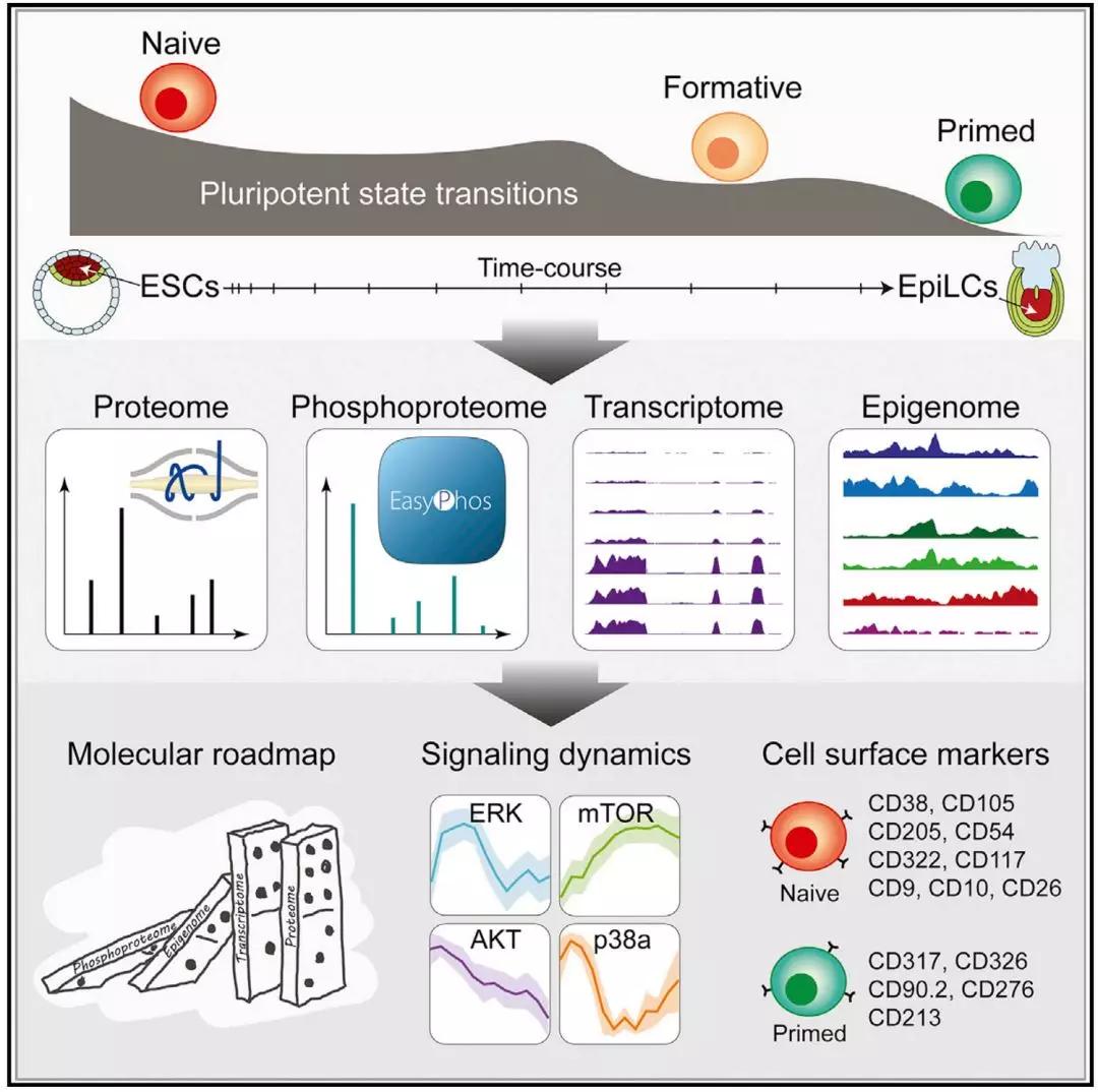 Cell Systems：多组学分析揭示干细胞多潜能分期进展的动力学_研究
