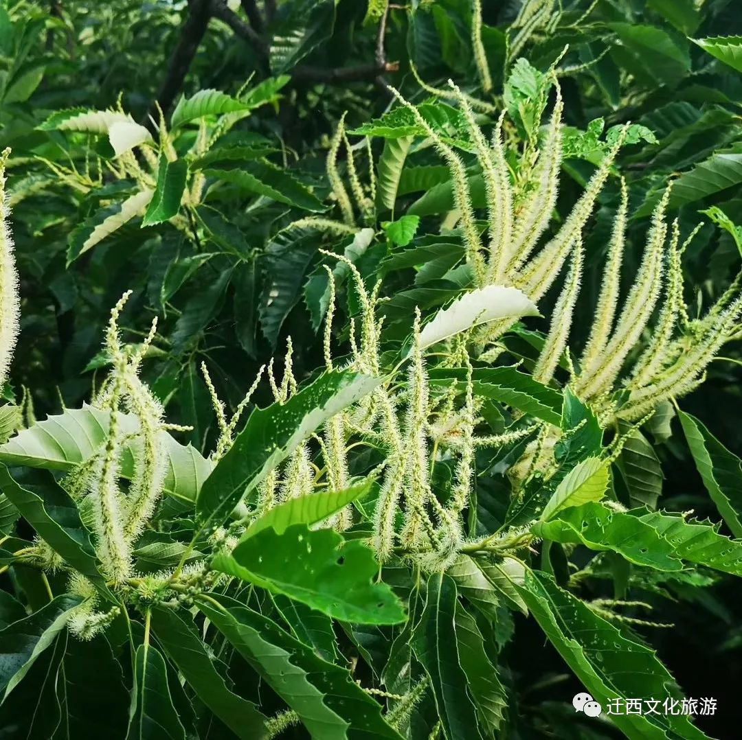 栗花 五莲栗花蘑菇 第2页 大山谷图库
