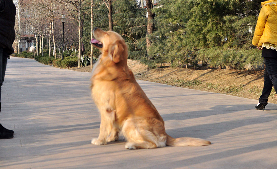 男子遛大型犬狗被查，抱摔民警致其重伤：扒了你这层皮弄死你！_郭某