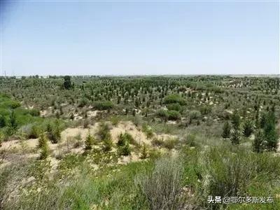 防治荒漠化，鄂尔多斯是这么做的！_治理