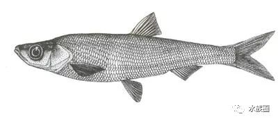 67种中国濒危鱼类...再不看看水不准那天...（下完结）_背鳍