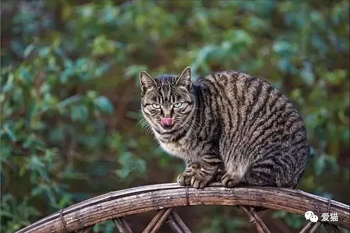 “狸花猫，一生只忠于一个主人！”_品种