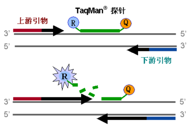 常见荧光定量PCR检测方法比较_探针