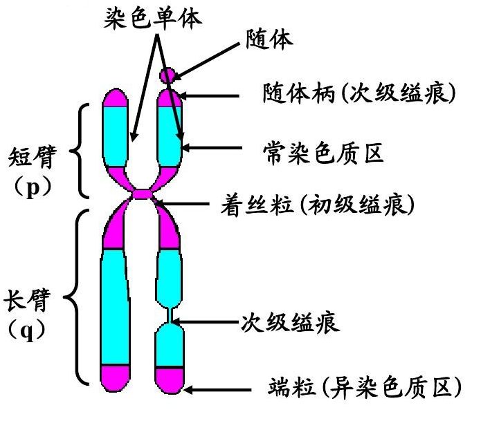 染色体正常多态性患教看这一篇就够了_pss