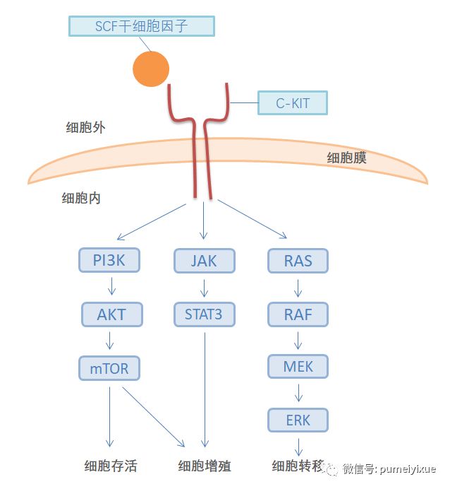 【基因解读】KIT_治疗