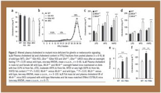 浅谈清醒小动物体成分析系统_EchoMRI