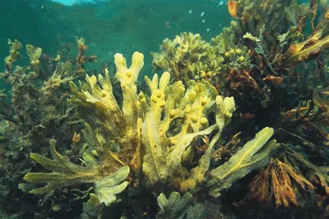 大牌护肤品中的成分--fucogel究竟有什么作用？_生物