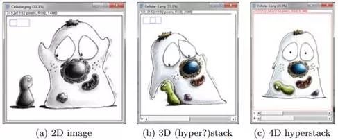 老司机带你解锁ImageJ三维图像分析_Stack