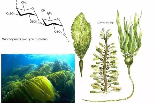 大牌护肤品中的成分--fucogel究竟有什么作用？_生物