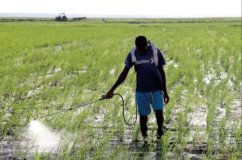 非洲人真心佩服！今天讲讲它的过去和未来_杂交