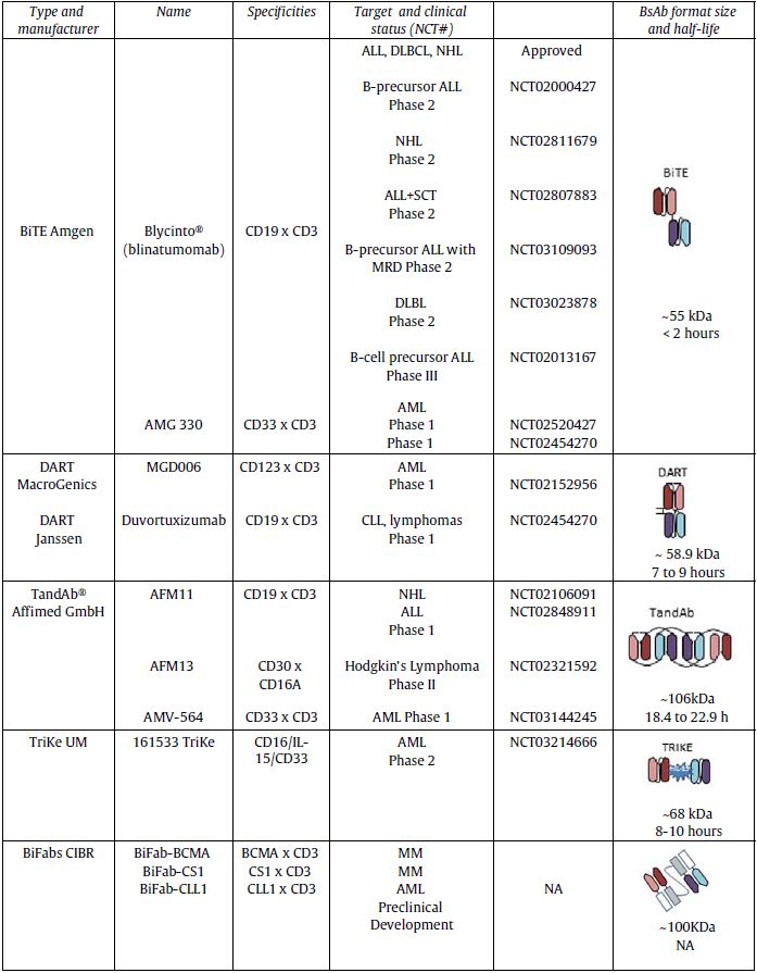基于双特异性抗体的疗法：优势和挑战_BsAb