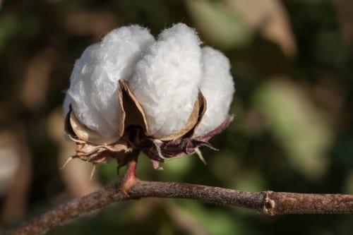 GOTS认证与BEST认证差别-关于NATURTEXTIL IVN zertifiziert BEST-搜狐大视野-搜狐新闻