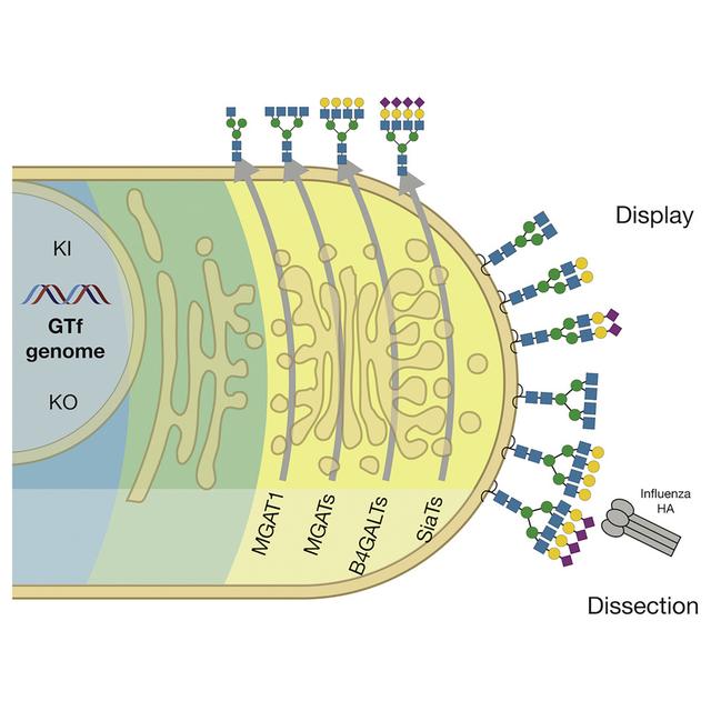 一种高效人糖基化途径图谱，可帮助阐释人类糖组，解释疾病机理_研究