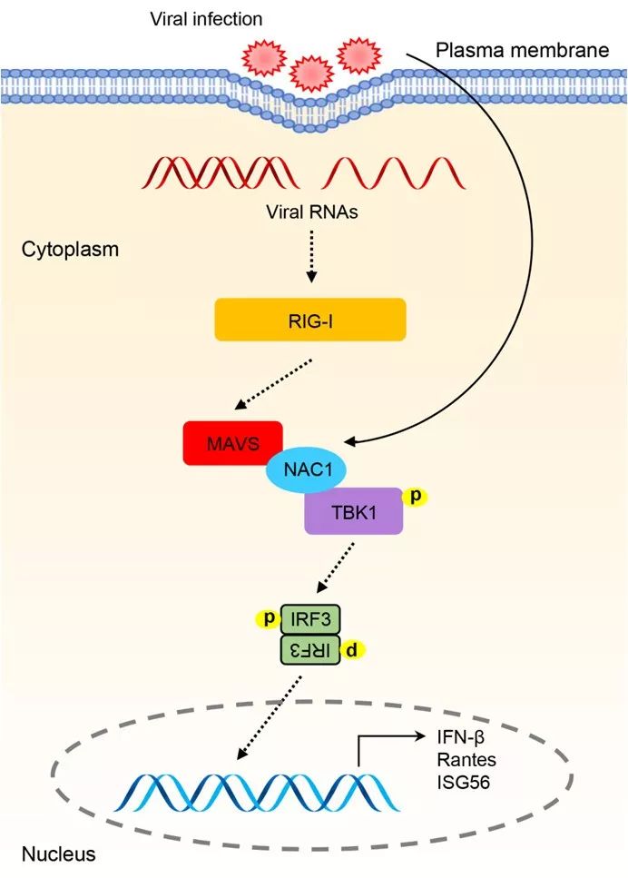 武汉大学朱应组揭示了NAC1通过桥接MAVS和TBK1增强细胞抗病毒信号通路的机制_of