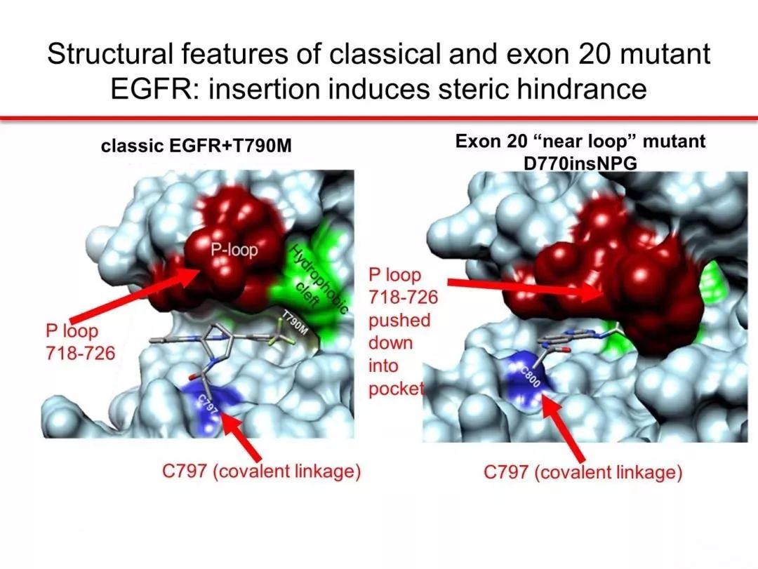 【ASCO热点回顾】EGFR Exon 20突变和HER2突变型NSCLC治疗的新选择_exon
