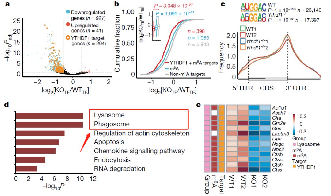 m6A甲基化和YTHDF1在树突状细胞中控制抗肿瘤免疫 | m6A专题_抗原