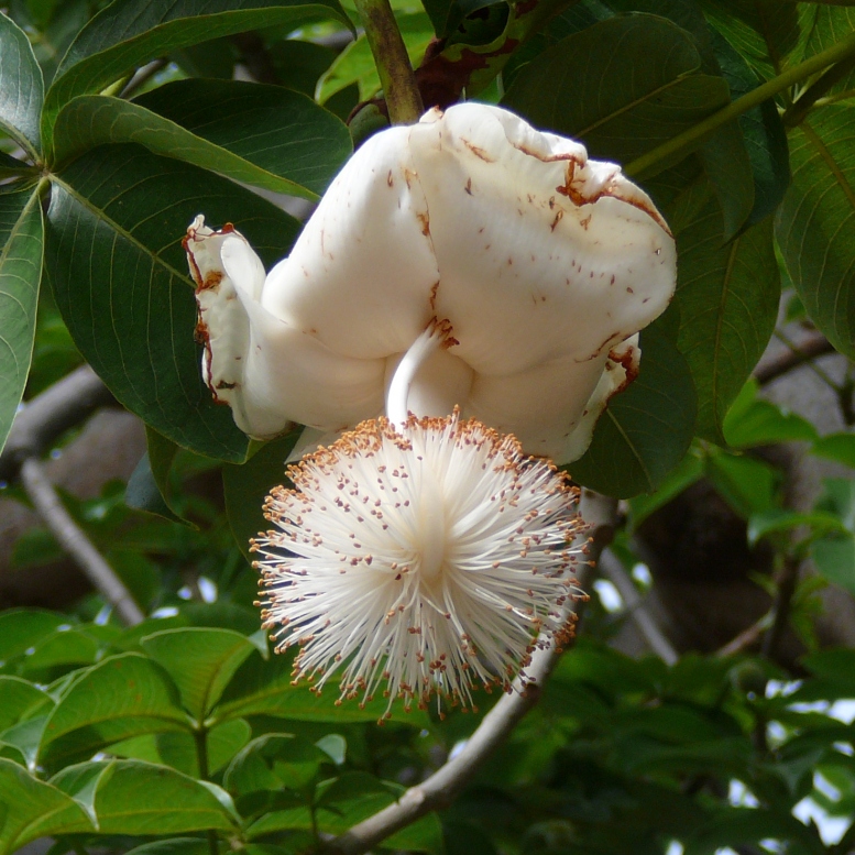 全球猴面包树大揭秘 | 你所知道的我这里都有！_树种