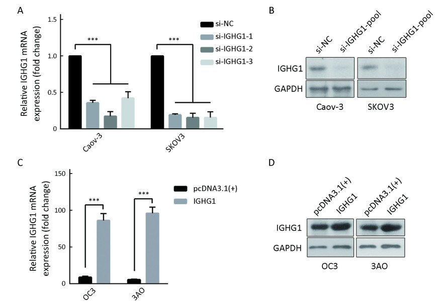 北京大学人民医院IGHG1能够促进卵巢癌的淋巴转移_细胞