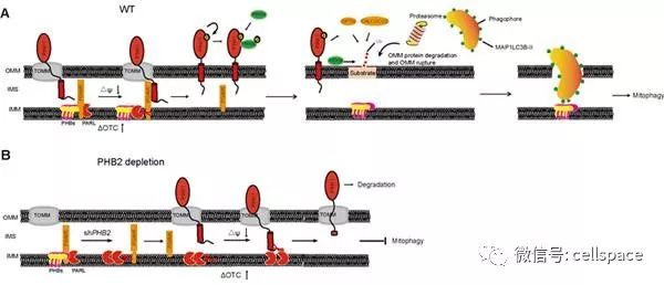 《Autophagy》：武汉大学宋质银课题组线粒体自噬新成果_-Parkin