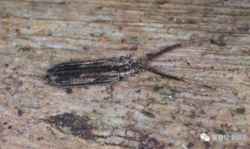 【虫谱大观】古老的甲虫——原鞘亚目Archostemata_昆虫