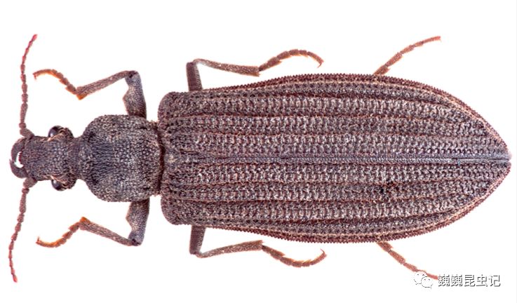 【虫谱大观】古老的甲虫——原鞘亚目Archostemata_昆虫