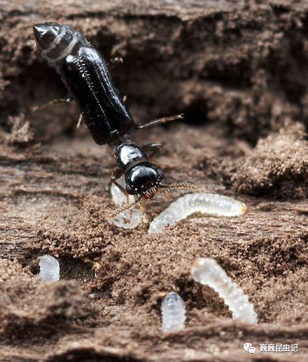 【虫谱大观】古老的甲虫——原鞘亚目Archostemata_昆虫