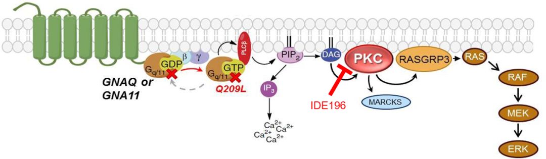 速递 | “不限癌种”创新疗法启动“篮子”临床试验，靶向PKC_Patient