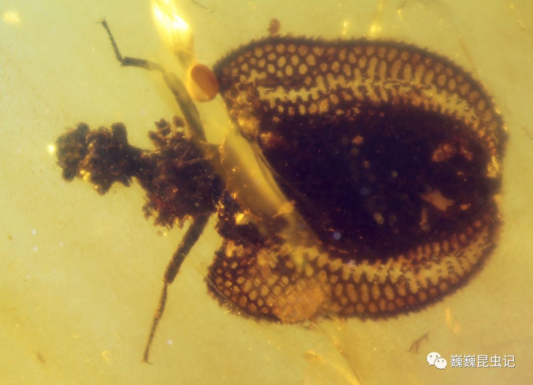 【虫谱大观】古老的甲虫——原鞘亚目Archostemata_昆虫