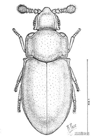 【虫谱大观】古老的甲虫——原鞘亚目Archostemata_昆虫