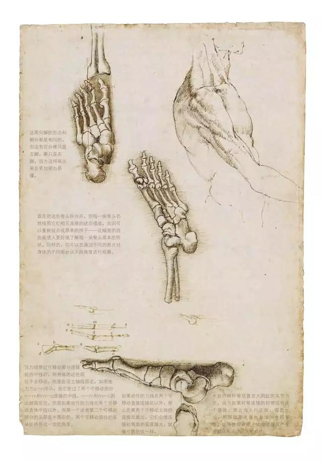 莱昂纳多·达·芬奇：解构人体丨揭秘一代艺术宗师留下的吊诡如迷的密语_手稿
