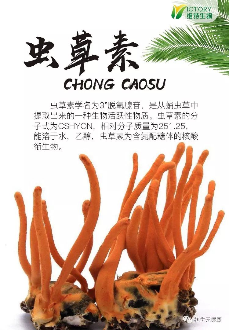 看“虫草素”如何在多种行业被广泛应用_作用