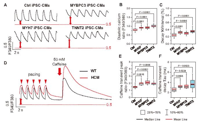 【文献解读】iPSC来源的心肌肥厚疾病模型机制研究及药物筛选_iPSC-CMs
