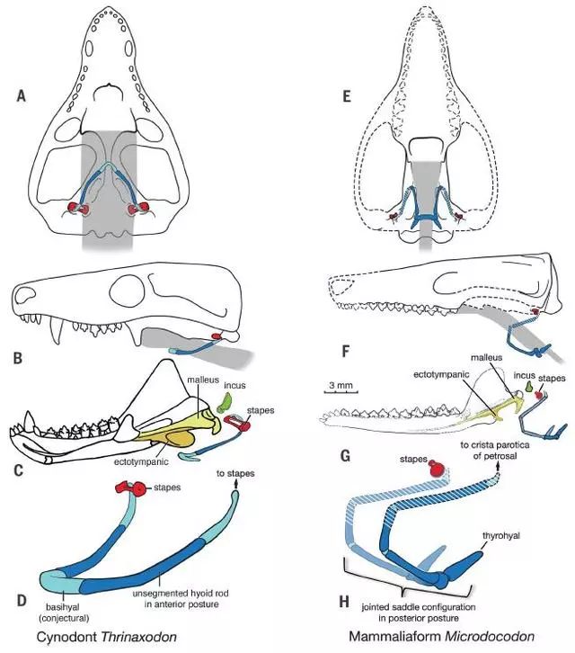 新突破！国内科学家连发6篇Nature、Science和Cell_研究