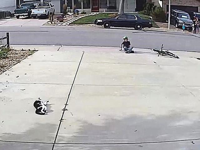 奶牛猫因失明而终日被欺负，幸运获得知心好友，每天坐等男孩放学-搜狐大视野-搜狐新闻