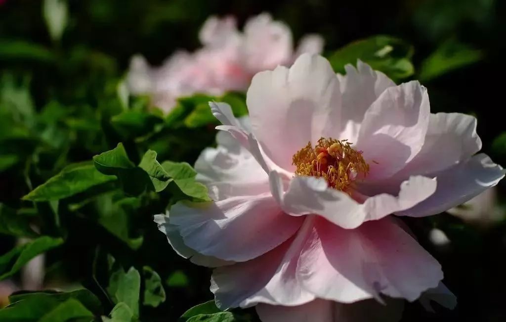 What Kind of Flower is China's National Flower?_peony