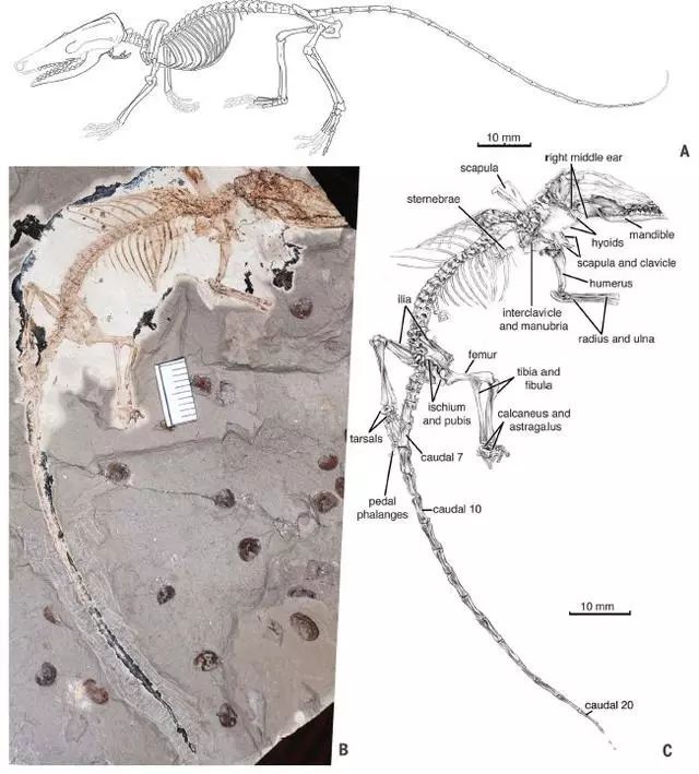 三天内，国内科学家发了5篇Nature、Science和Cell_研究