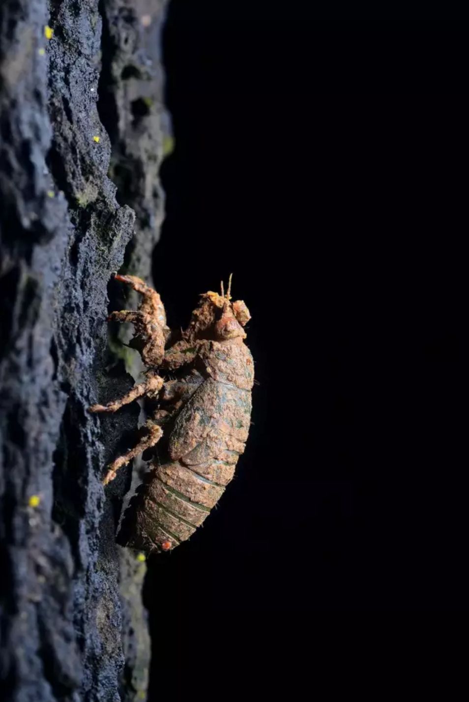 【亲子研学】每周四，周六，寻找黑夜精灵，探访昆虫的世界 【1大1小￥99】_活动