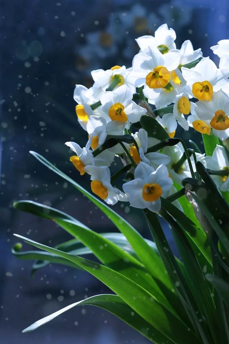 What Kind of Flower is China's National Flower?_peony