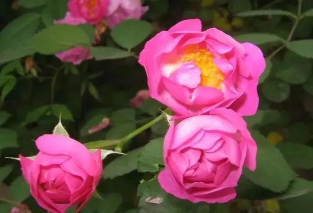 100种玫瑰品种图鉴大全，认识超过10种以上可以当“花痴”了！_颜色