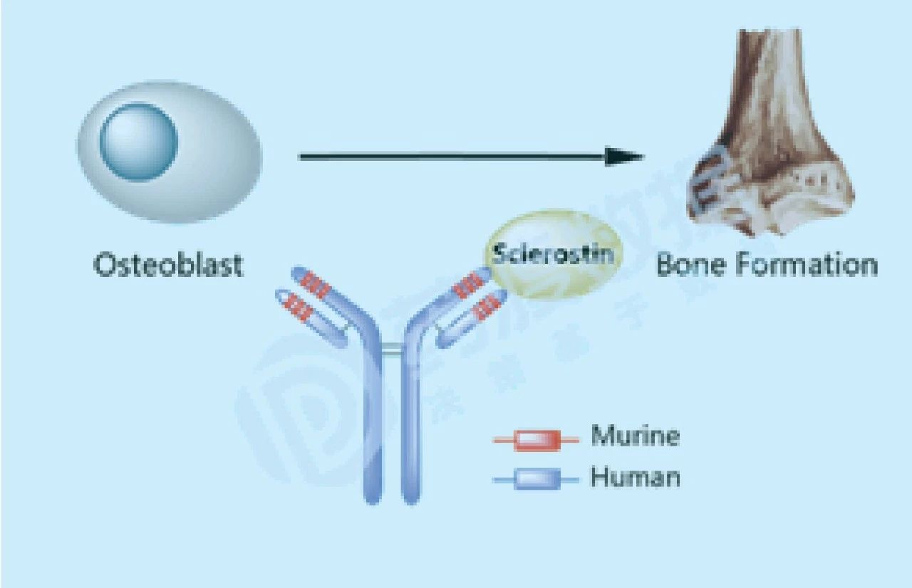 女性福音！首款SO靶点骨质疏松症新药Romosozumab获批上市_治疗