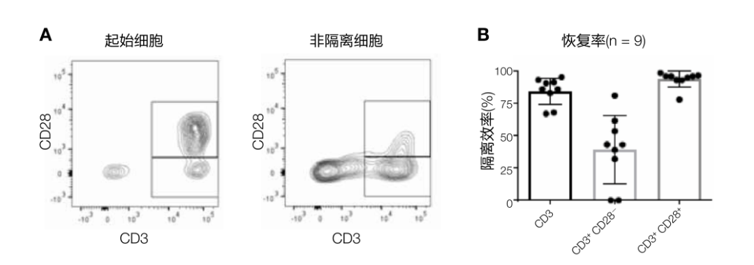 细说CART | 用Gibco CTS Dynabeads CD3/CD28一步分离和激活初始及早期记忆T细胞_分析