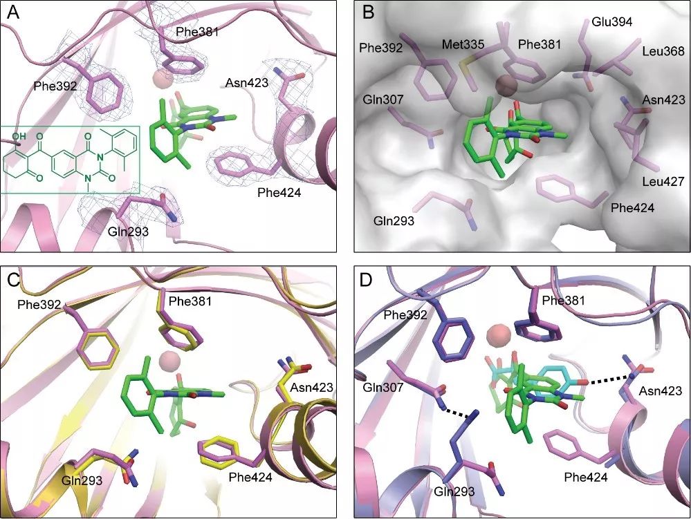 华中师范大学杨光富团队解析首例HPPD与其天然底物的复合物晶体结构-搜狐大视野-搜狐新闻