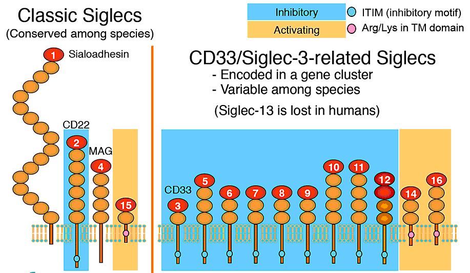 Siglec家族--肿瘤免疫疗法新方向_细胞