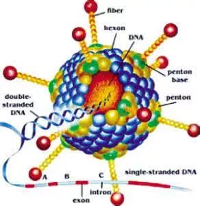 戛然而止！溶瘤牛痘病毒Pexa-Vec肝癌III期临床失败！_李氏大