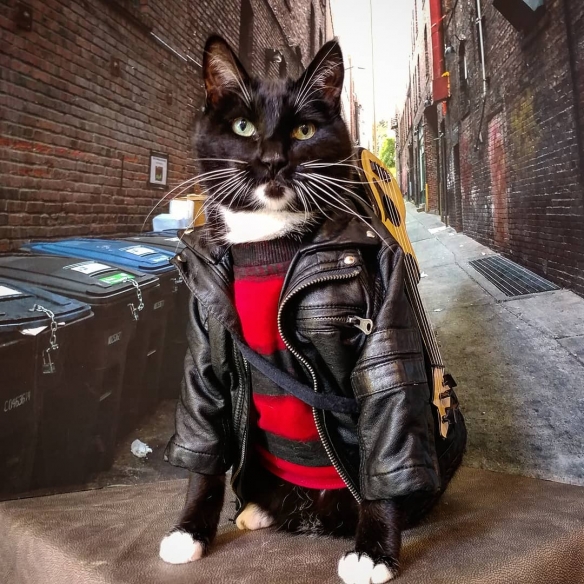 猫咪也玩cosplay！超级萌的猫咪coser扮演各种角色让人心都化了！_卡塔莉娜