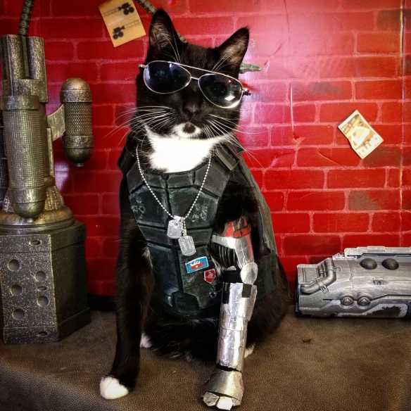 猫咪也玩cosplay！超级萌的猫咪coser扮演各种角色让人心都化了！_卡塔莉娜